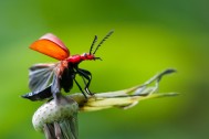 Insects – Petar Sabol Sharpeye